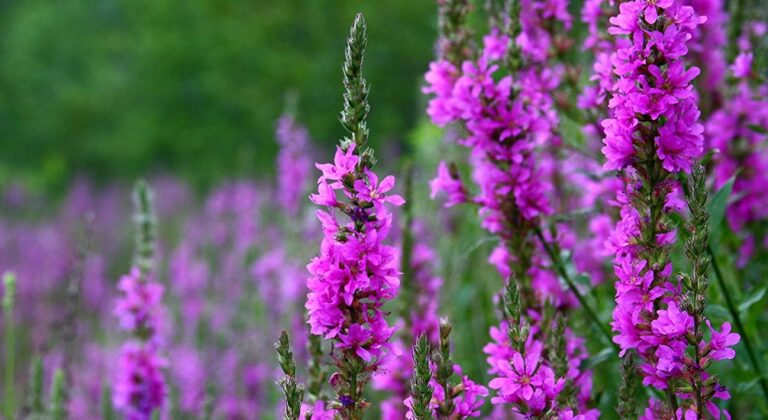 Răchitan - Carpatica Plant Extract - Suplimente alimentare naturale ...