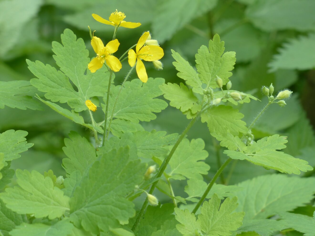 Rostopască - Carpatica Plant Extract - Suplimente alimentare naturale ...