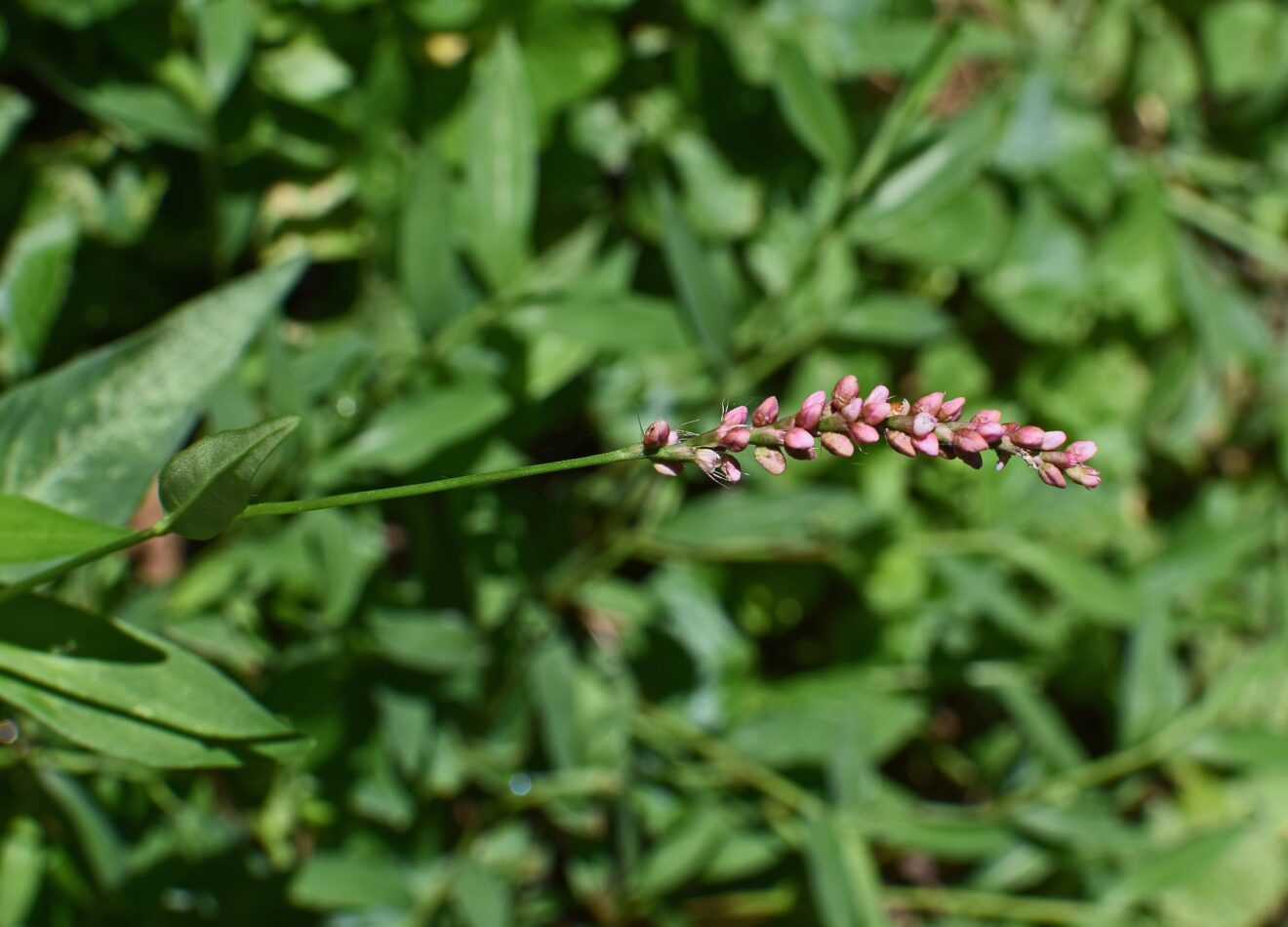 Troscot - Carpatica Plant Extract - Suplimente alimentare naturale ...