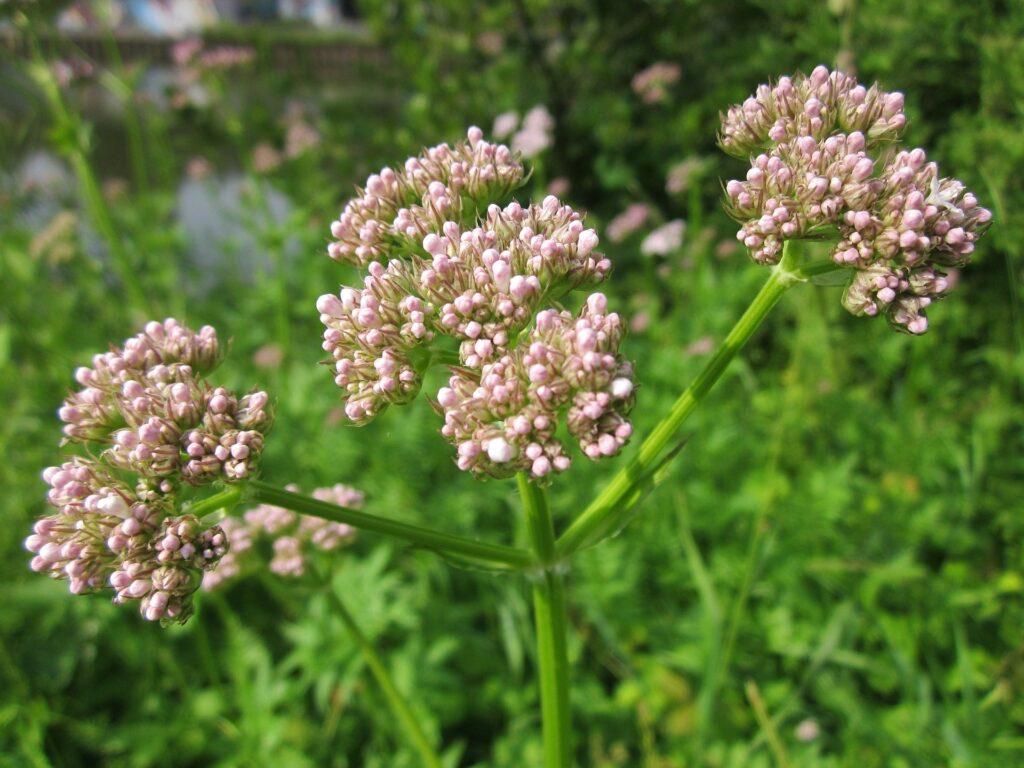 Valeriană - Carpatica Plant Extract - Suplimente alimentare naturale ...