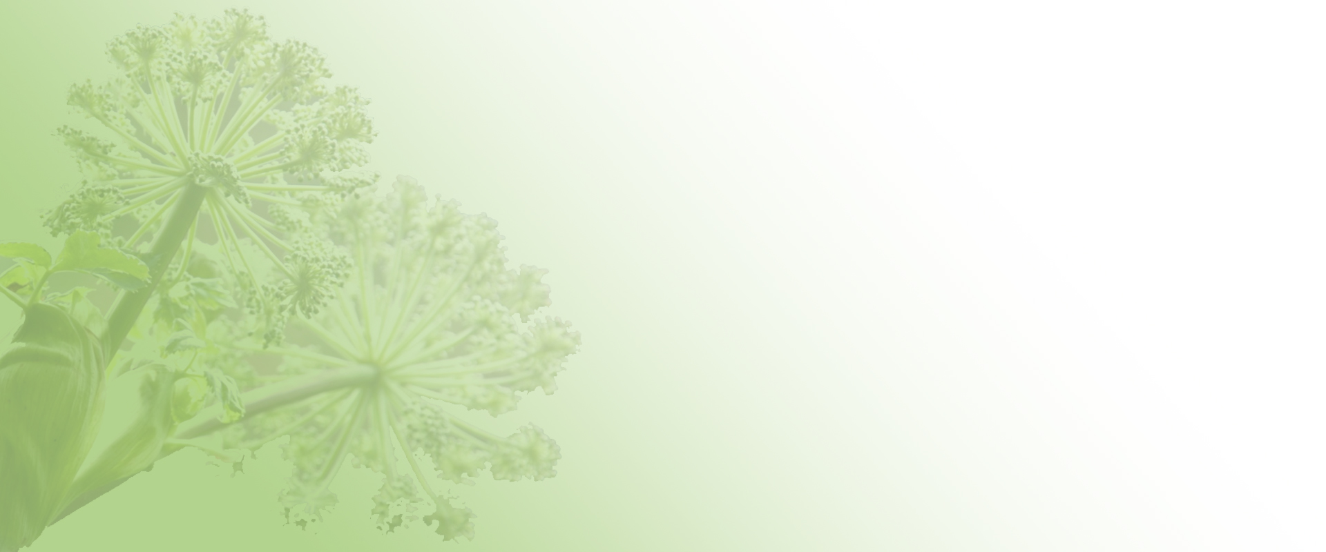Prima pagină - Carpatica Plant Extract - Suplimente alimentare naturale ...